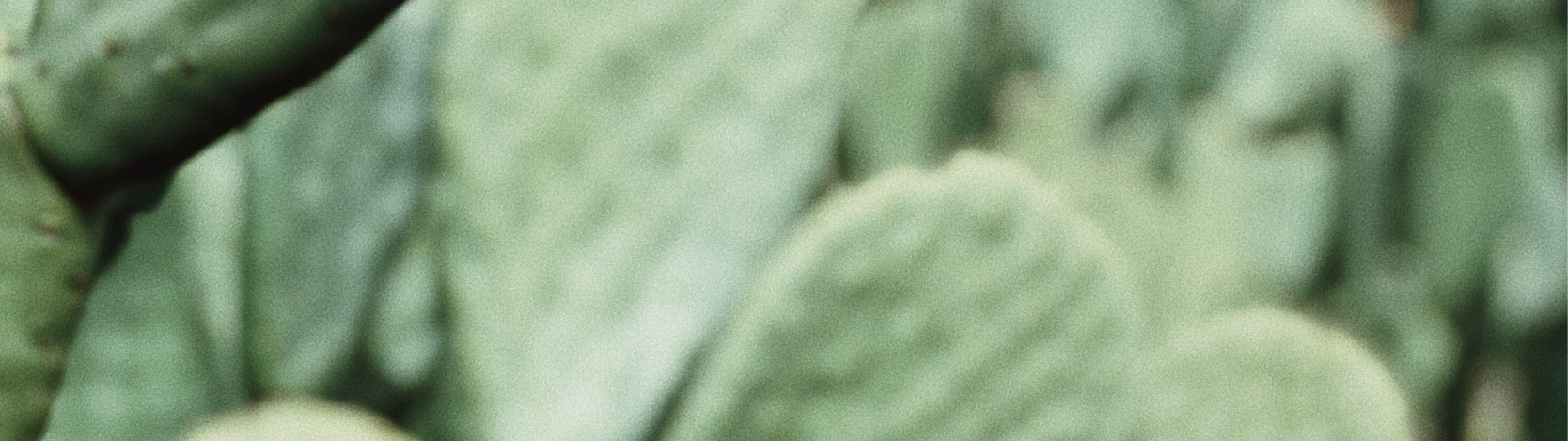 Le cactus, une alternative textile innovante - GSP Textile